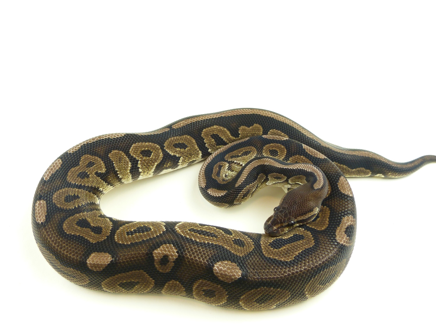 Cinnamon Het Toffee Ball Python by Ck-pythons - MorphMarket