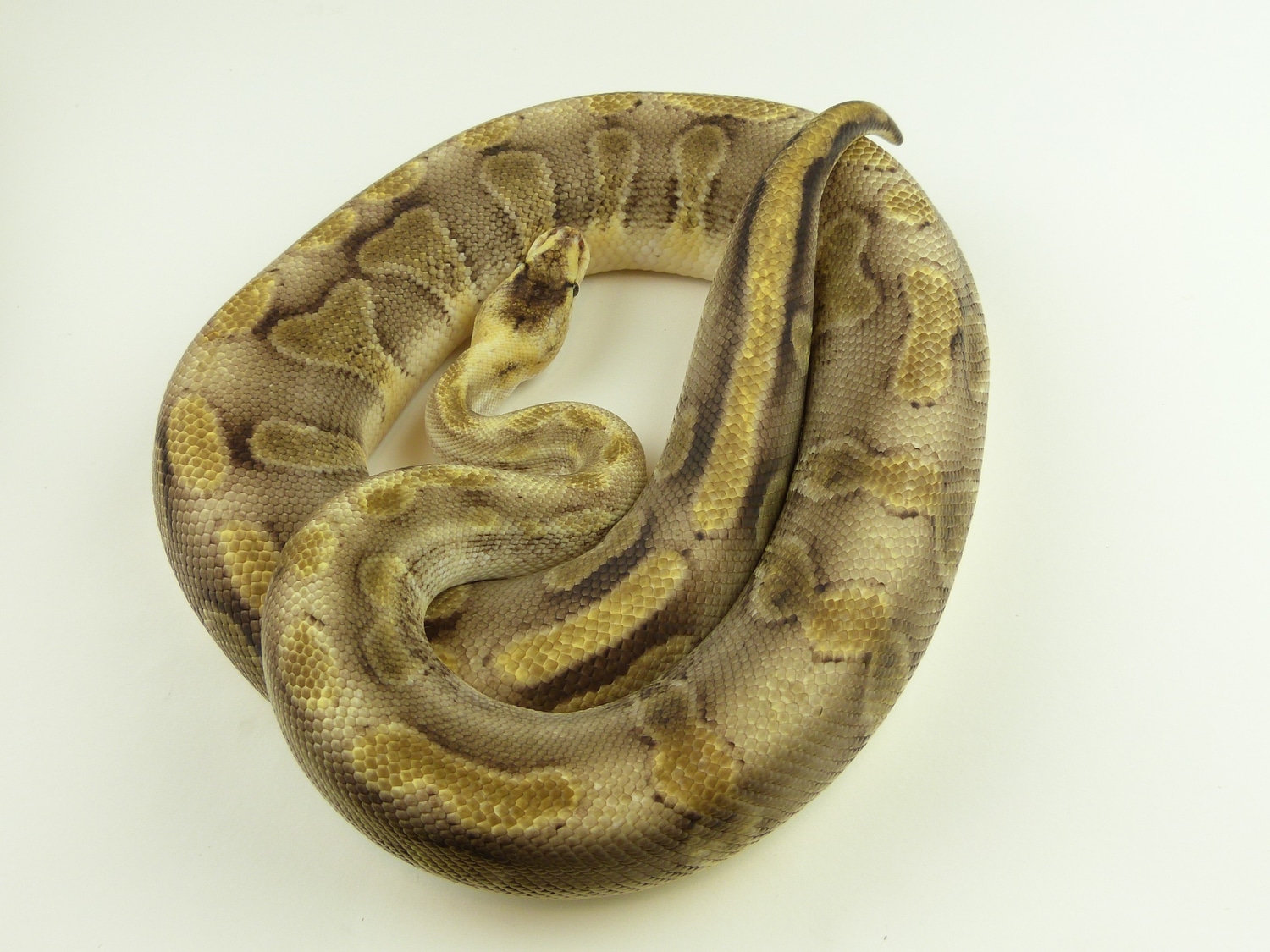 Champagne Enchi Ball Python by Ck-pythons - MorphMarket
