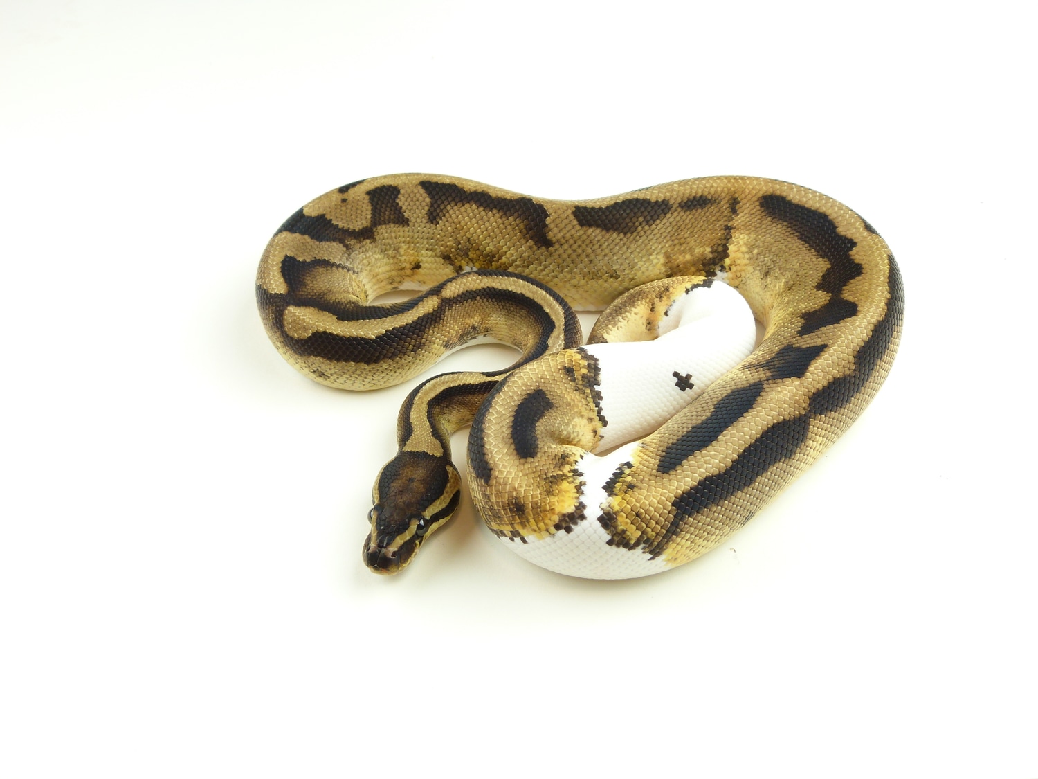 Piebald Het Lavender Ball Python by Ck-pythons - MorphMarket