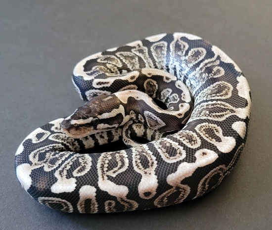 VPI Axanthic Spotnose GHI %100 Het Clown Ball Python by Python-Nation