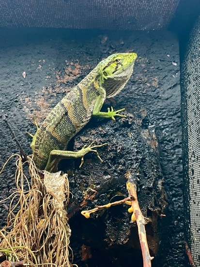 Monkey Anole More Lizard by CKreptiles