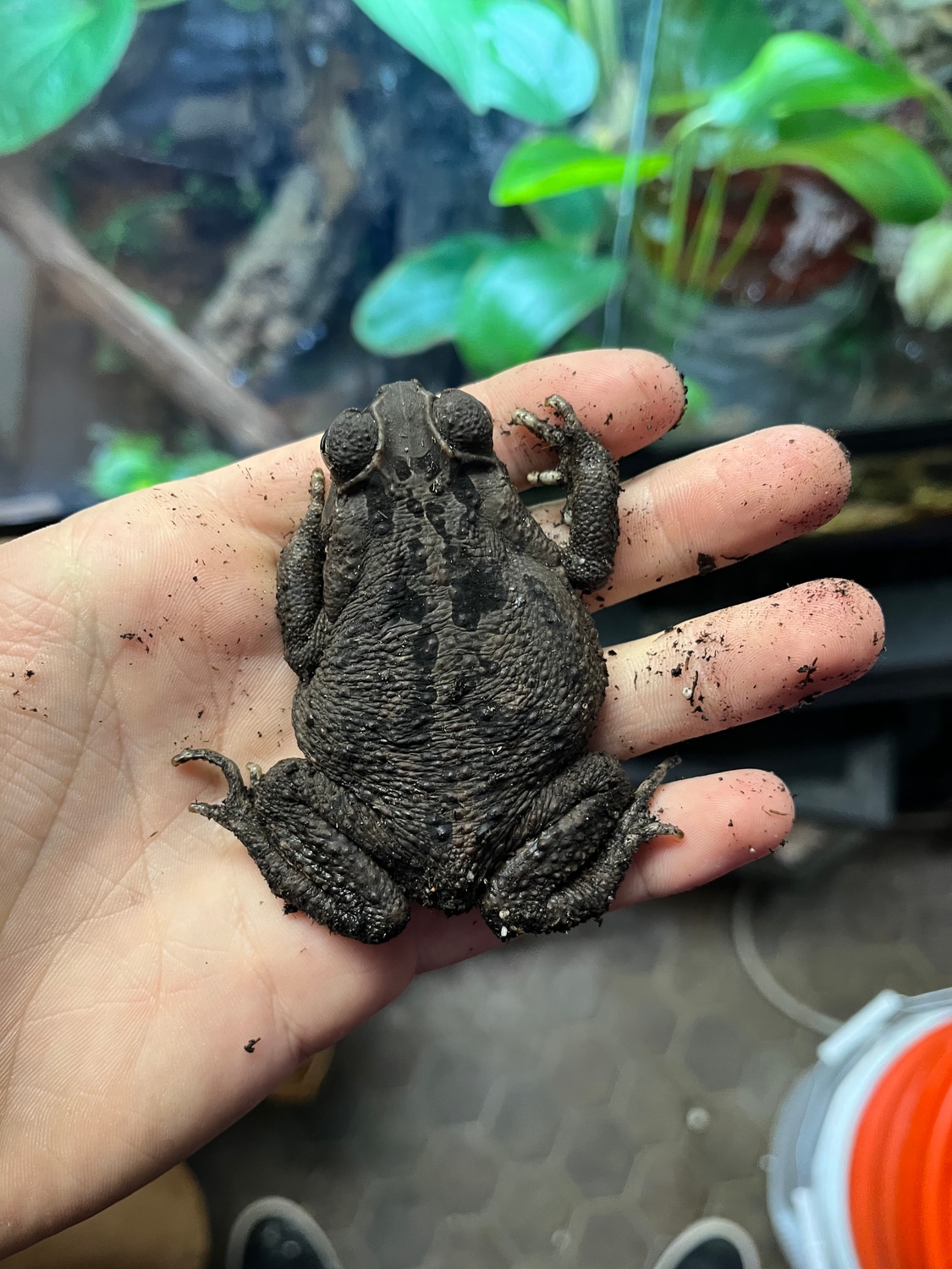 Md Marine Toad by CKreptiles - MorphMarket