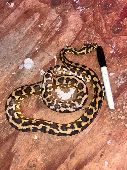 *NEED GONE* Female West Papuan Carpet Python Irian Jaya Carpet Python ...