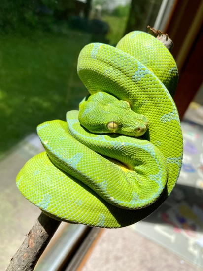 USCBB Sorong X Aru Female Green Tree Python by Stygian Exotics