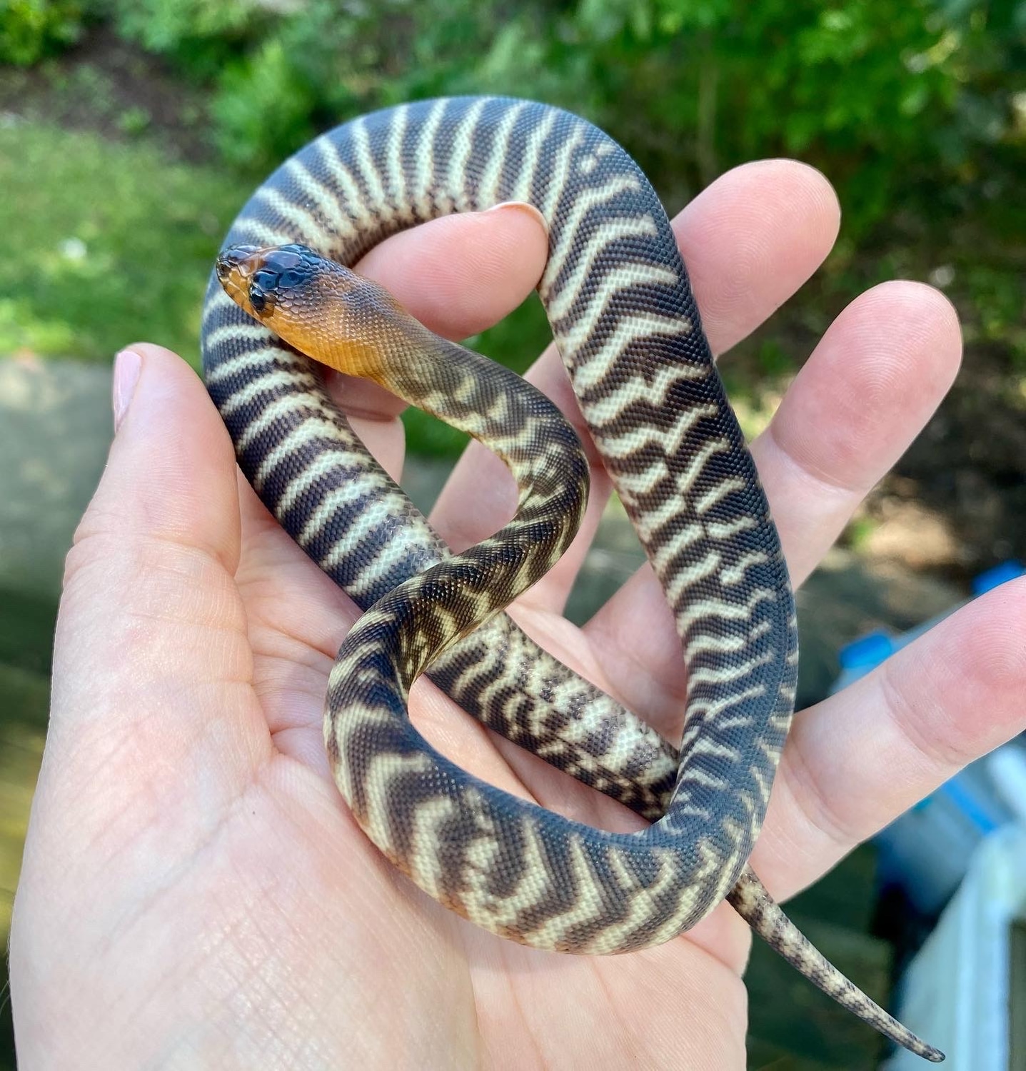 High Contrast Dark Band Woma Python by Stygian Exotics - MorphMarket