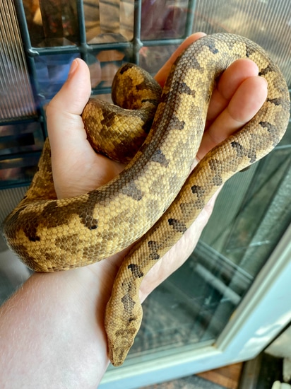 LTC Golden Tasmai Adult Dumeril's Boa by Stygian Exotics