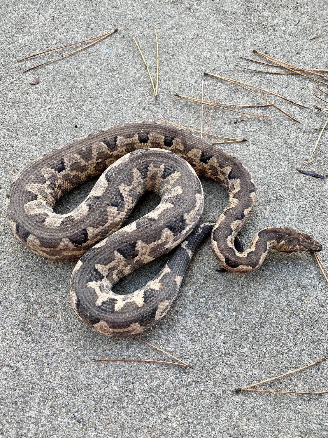 CBB Adult Female Yellow/White Paulsoni Ground Boa by Stygian Exotics ...