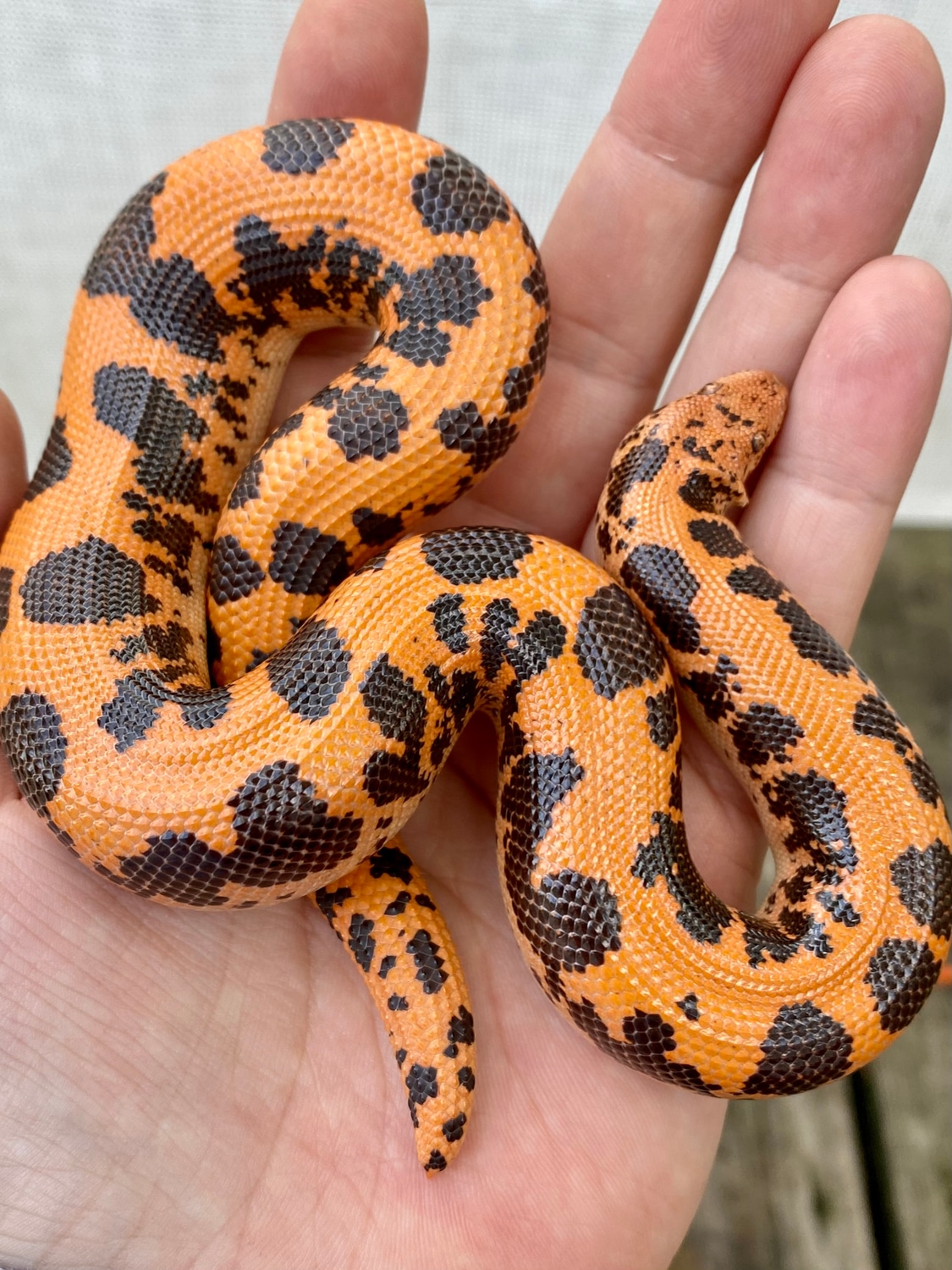 Cal Flame Proven Breeder Kenyan Sand Boa by Stygian Exotics - MorphMarket