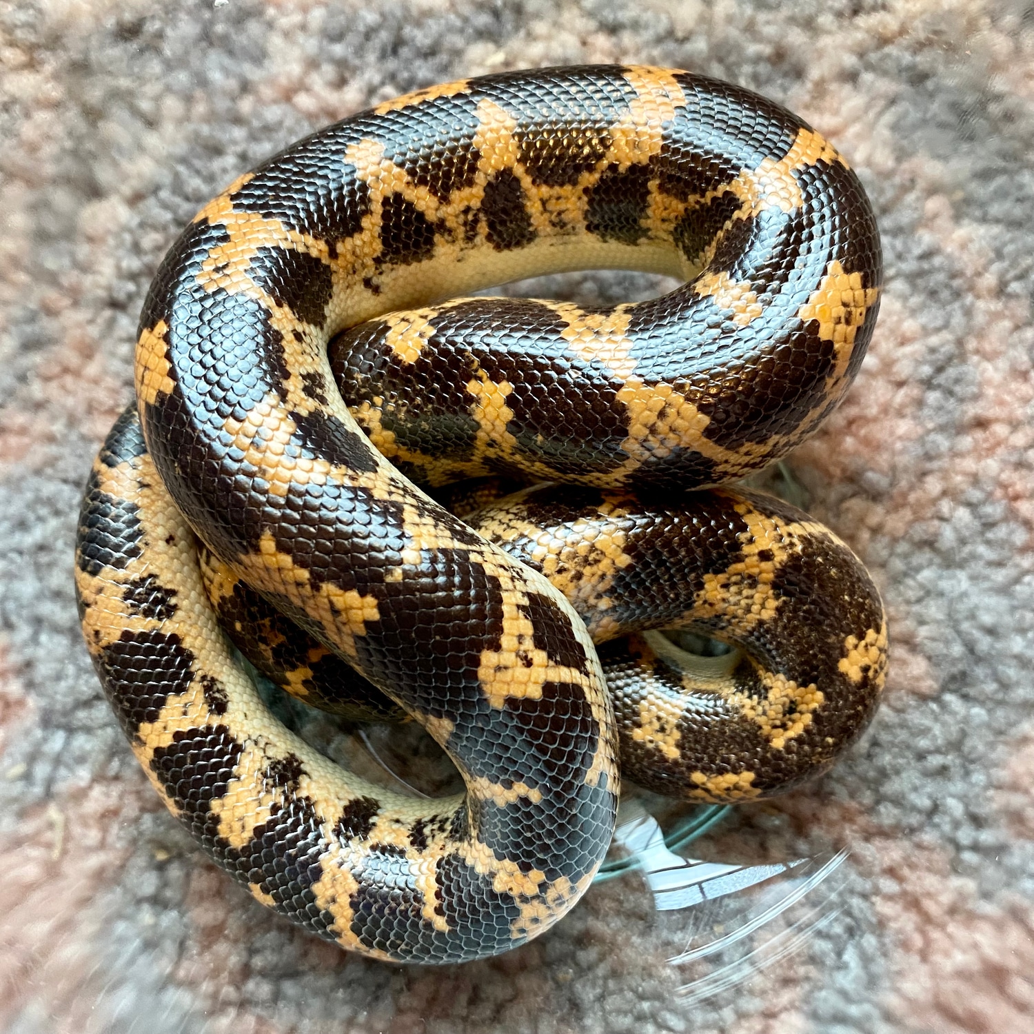 Adult Male Saharan Sand Boa by Stygian Exotics - MorphMarket