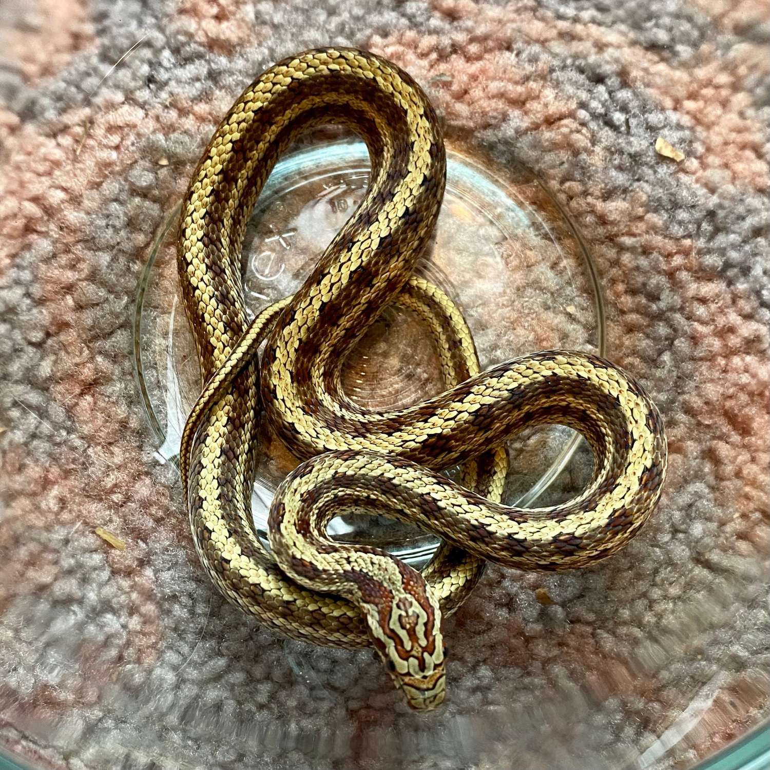 Striped Phase Twin-Spotted Chinese Rat Other Rat Snake by Stygian ...