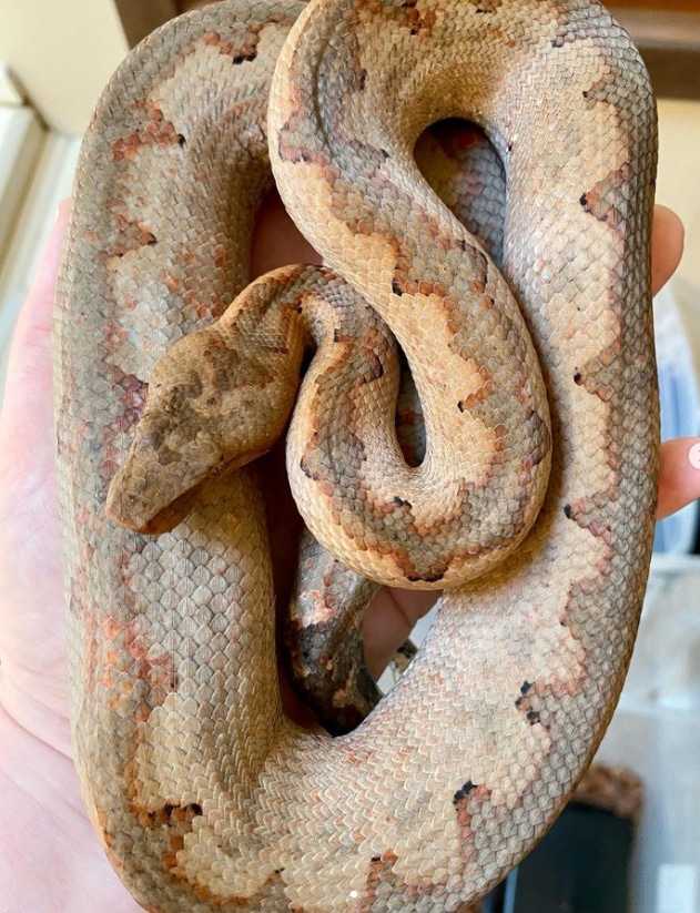 Stygian Exotics's Collection - MorphMarket