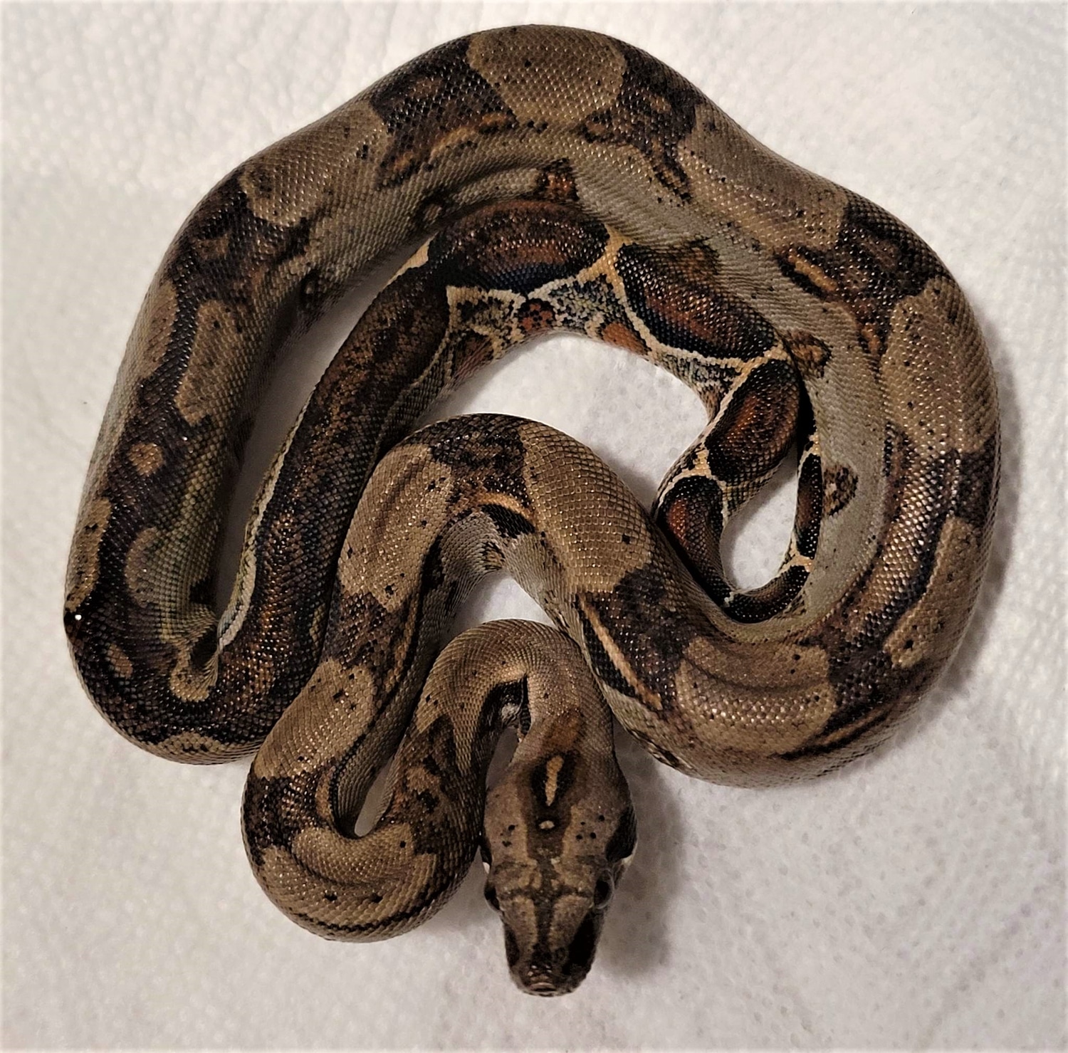 Russo X Bessette Bloodline Peruvian Long-tailed Boa Constrictor by ...
