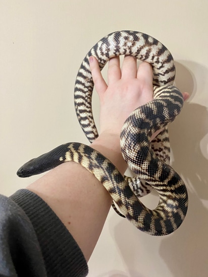 2020 Western High Contrast Black-Headed Python by Stygian Exotics