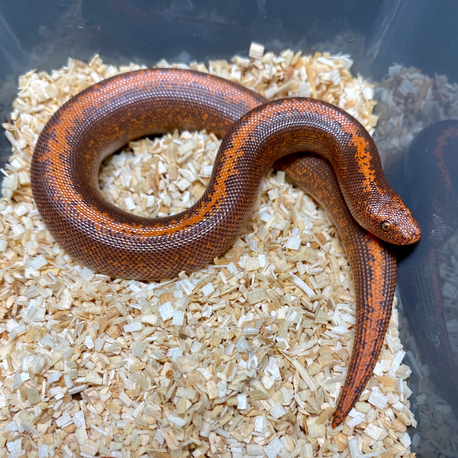 Dodoma Stripe Kenyan Sand Boa by Stygian Exotics - MorphMarket