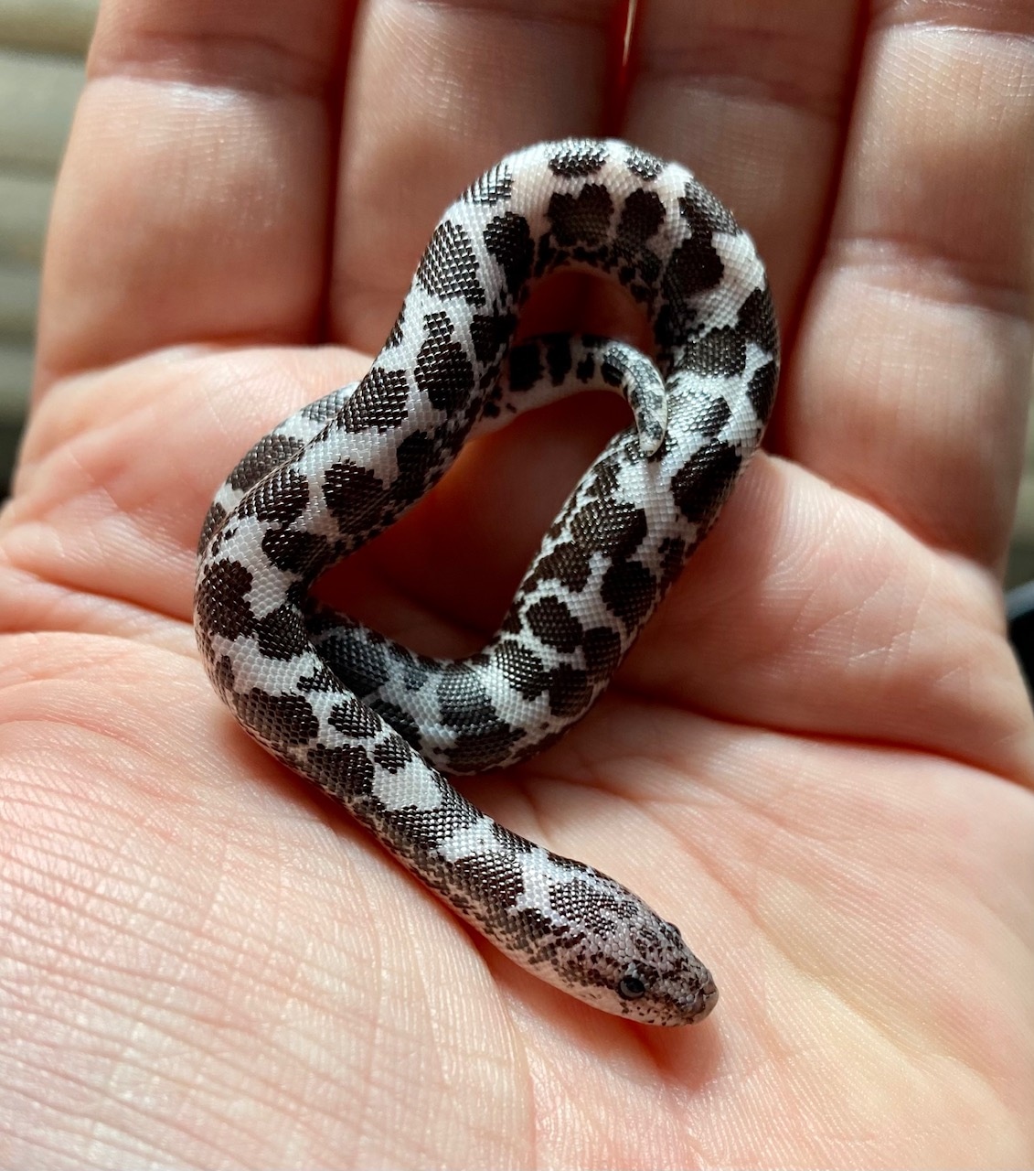 Anery PH Paint Kenyan Sand Boa by Stygian Exotics - MorphMarket