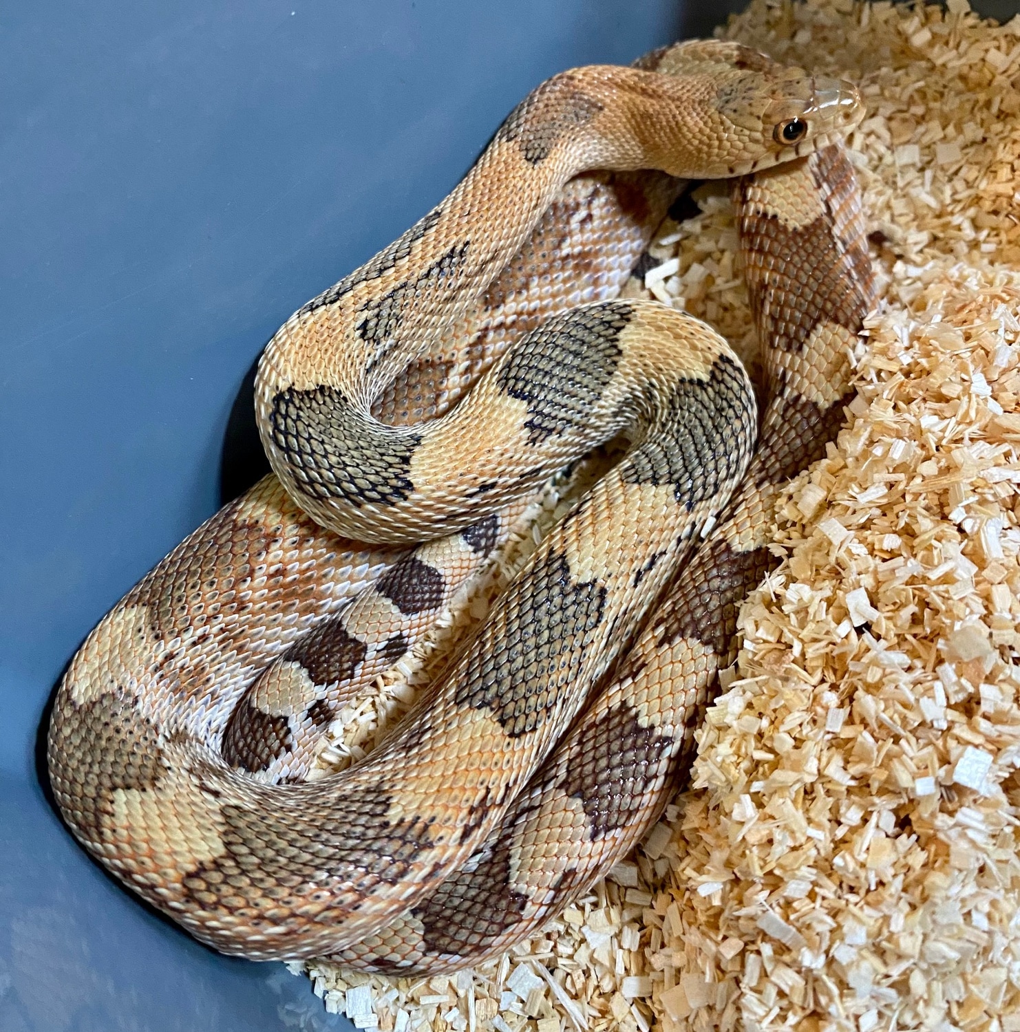 Deppei Jani Pine Snake by Stygian Exotics - MorphMarket