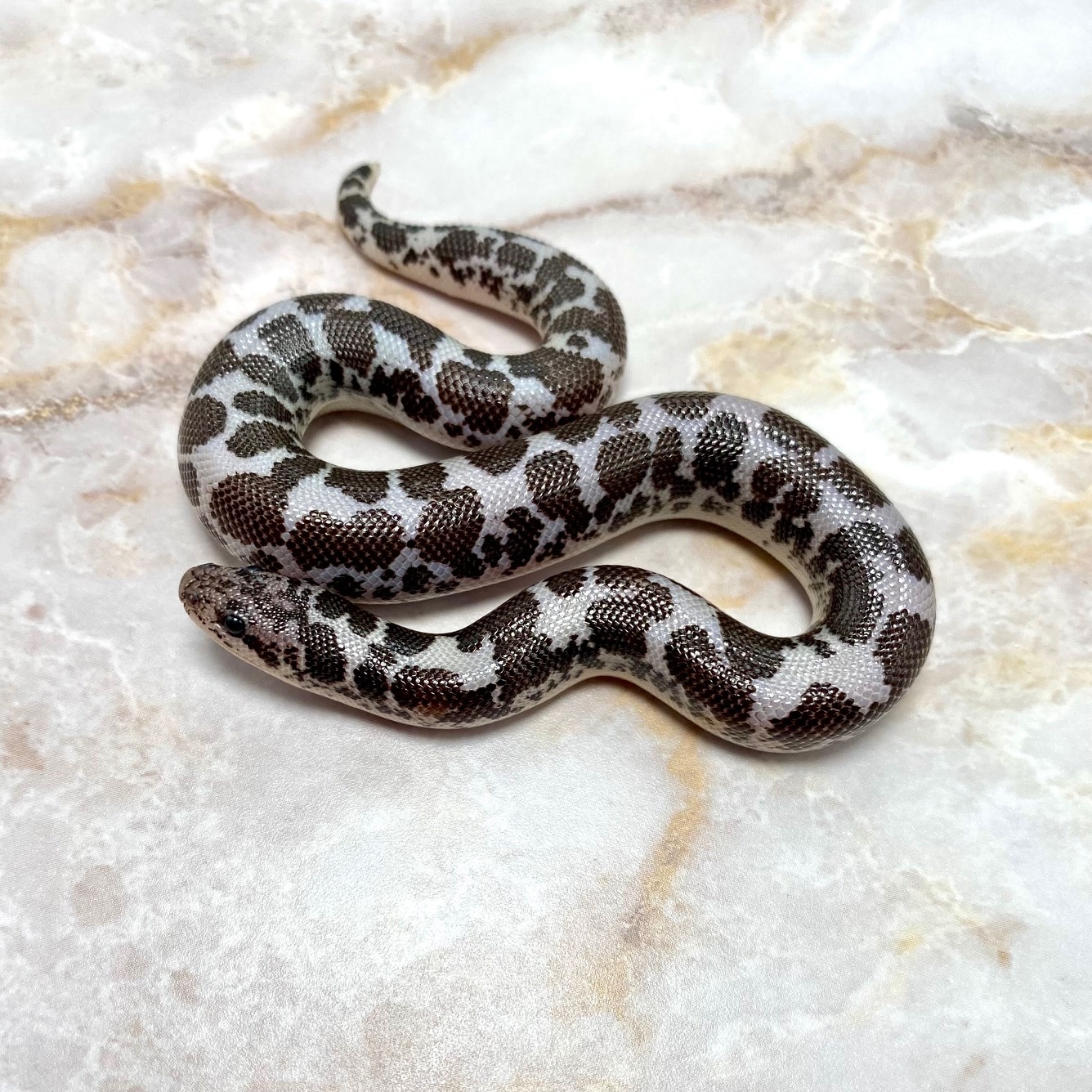 Anery PH Paint Kenyan Sand Boa by Stygian Exotics - MorphMarket