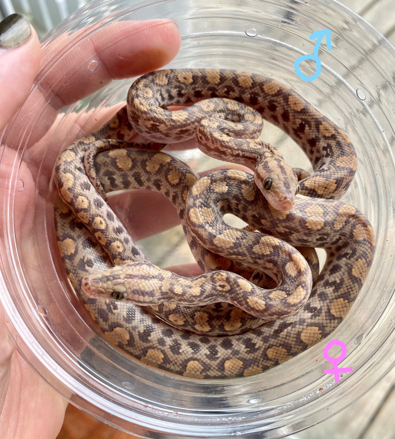 Anery Pair Colombian Rainbow Boa by Stygian Exotics - MorphMarket