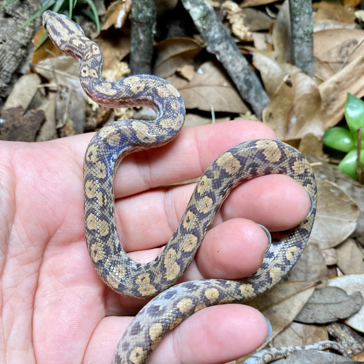 Anery CRB Colombian Rainbow Boa by Stygian Exotics - MorphMarket