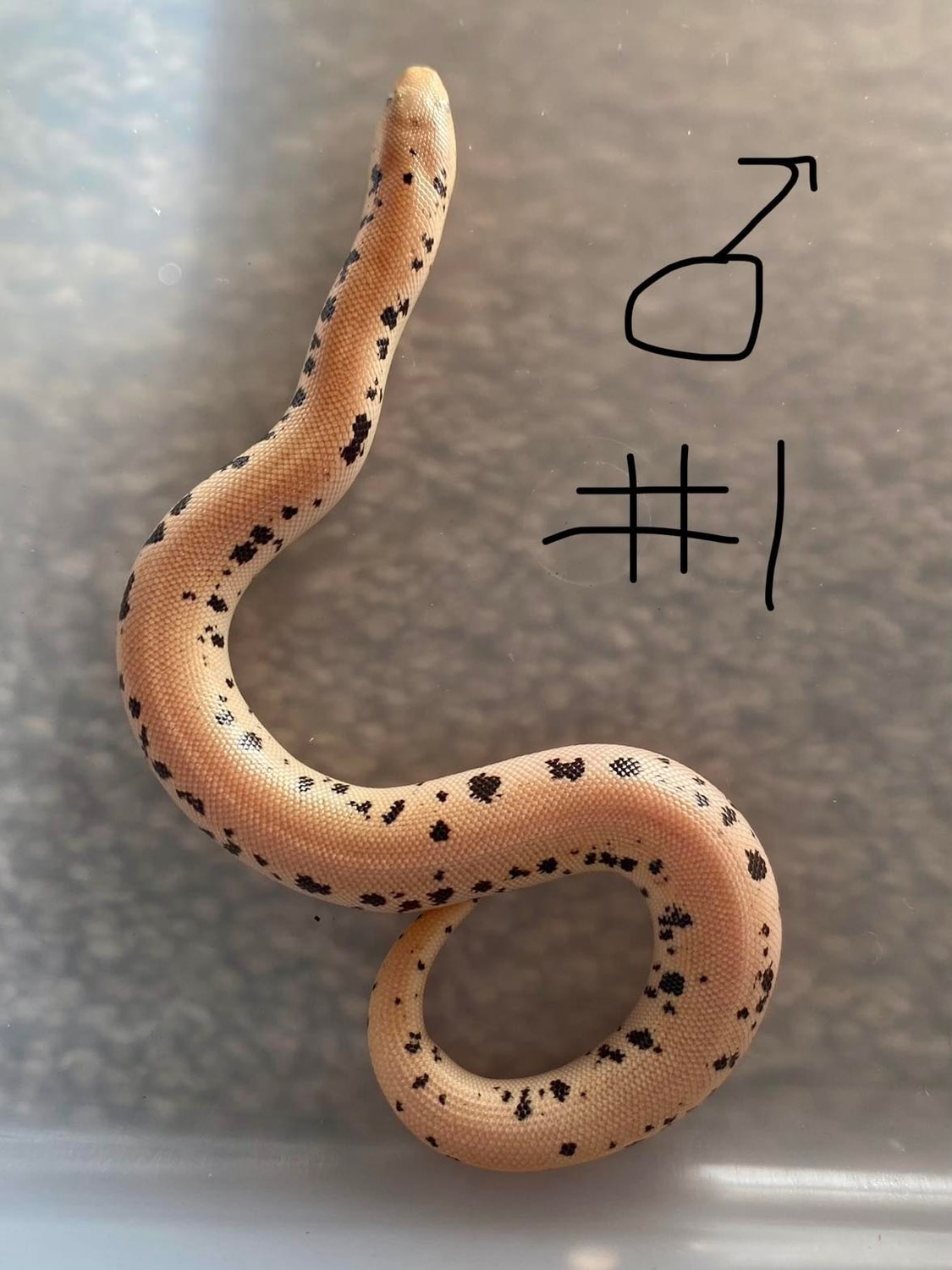 Gene X Paint - #001 HOLDBACK Kenyan Sand Boa by Stygian Exotics ...