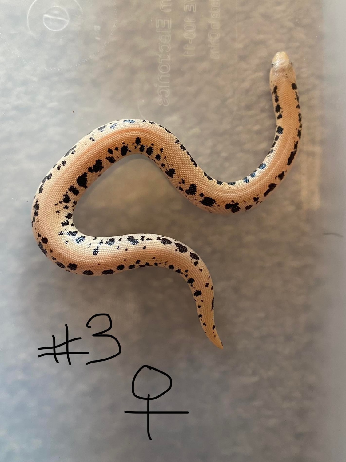 Gene X Paint - #003 HOLDBACK Kenyan Sand Boa by Stygian Exotics ...