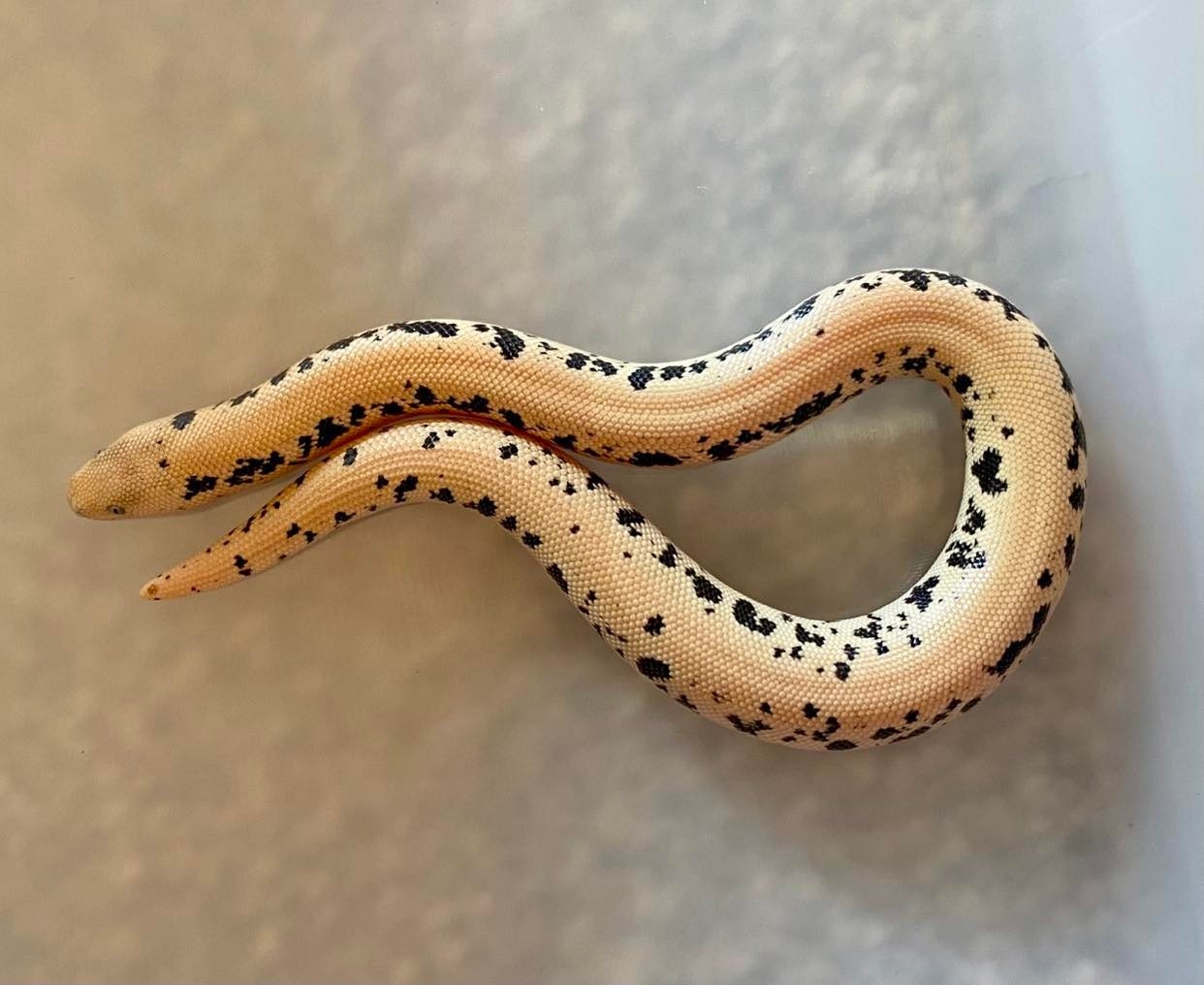 Gene X Paint Canary-line Kenyan Sand Boa by Stygian Exotics - MorphMarket