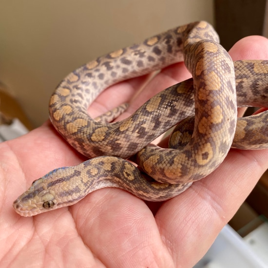 Anery CRB Colombian Rainbow Boa by Stygian Exotics