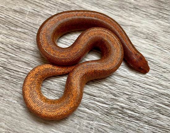Granite Dodoma Stripe Kenyan Sand Boa by Stygian Exotics