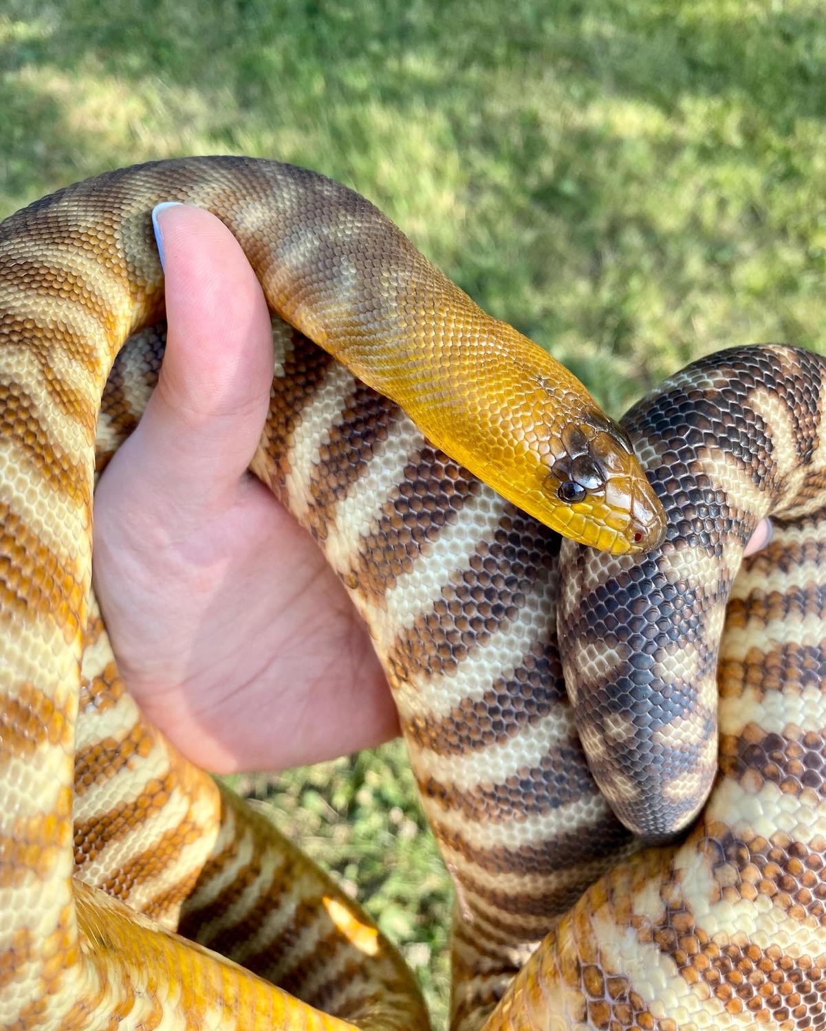 Bert - High Contrast Woma Python by Stygian Exotics - MorphMarket