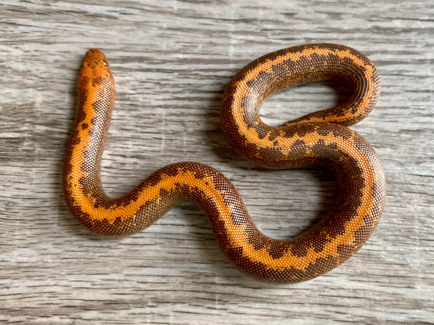Normal Stripe Het Anery Kenyan Sand Boa by Stygian Exotics - MorphMarket