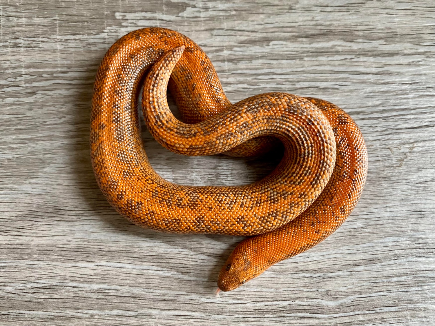 Granite Striped Adult Kenyan Sand Boa by Stygian Exotics - MorphMarket