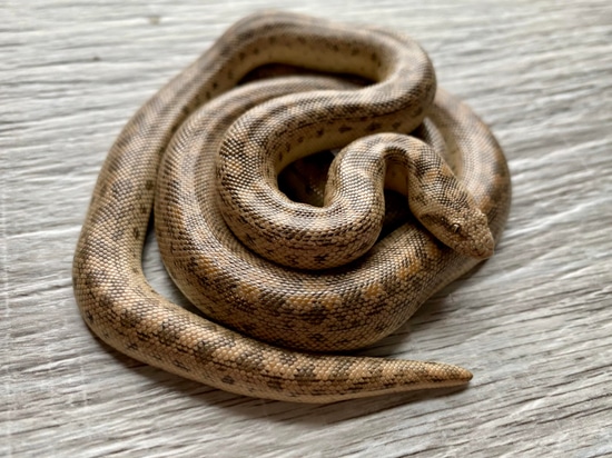 Pair Tartars EU Imports Tartar Sand Boa by Stygian Exotics