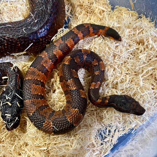 RED Viper Boa Pair by Stygian Exotics