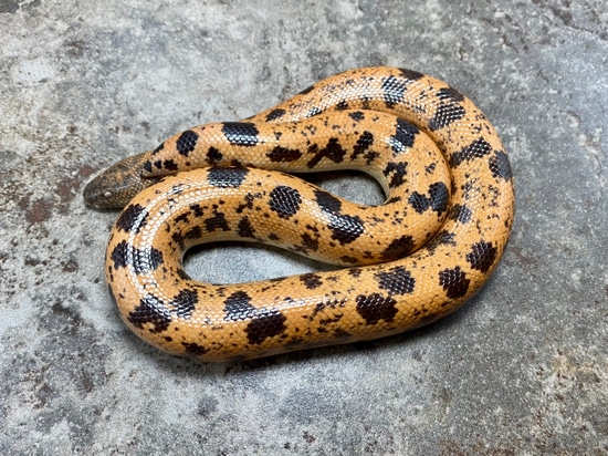 Sunburst Saharan Sand Boa by Stygian Exotics