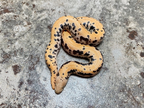 GX Paint Reduced Pattern Kenyan Sand Boa by Stygian Exotics