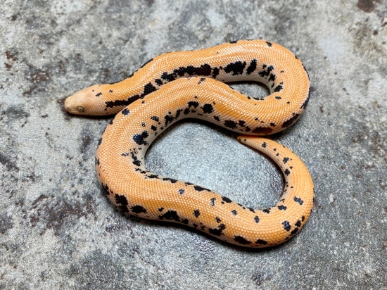 GX Paint Very Orange Clean Reduced Pattern Kenyan Sand Boa by Stygian ...