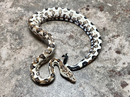 USCBB F3 Candoia Paulsoni Solomon Island Boa by Stygian Exotics
