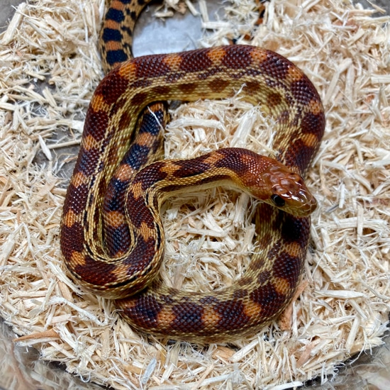 Baja Gopher (Vertebralis) Gopher Snake by Stygian Exotics