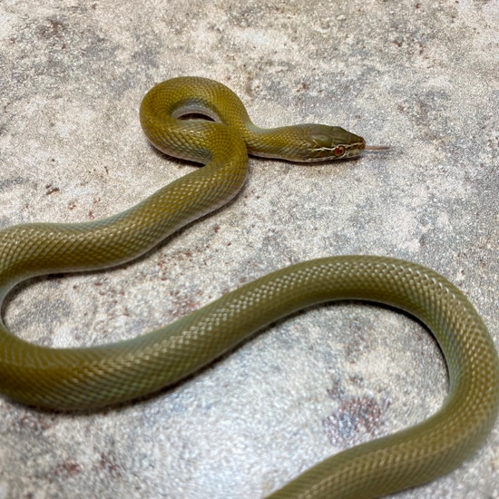 Uganda Green House Snake by Stygian Exotics
