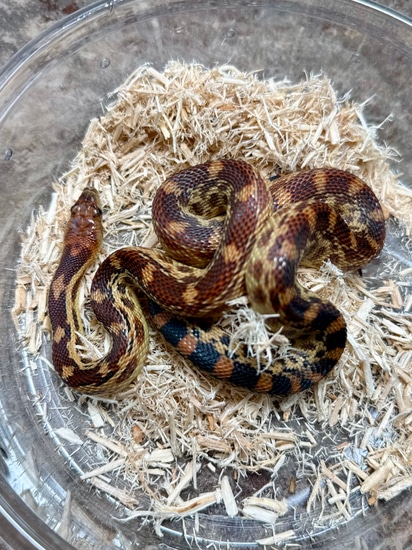 Baja Gopher (P. Vertebralis) Gopher Snake by Stygian Exotics