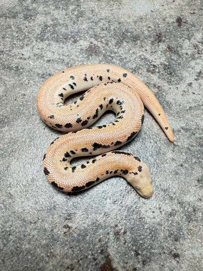 GX Paint High Expression Kenyan Sand Boa by Stygian Exotics