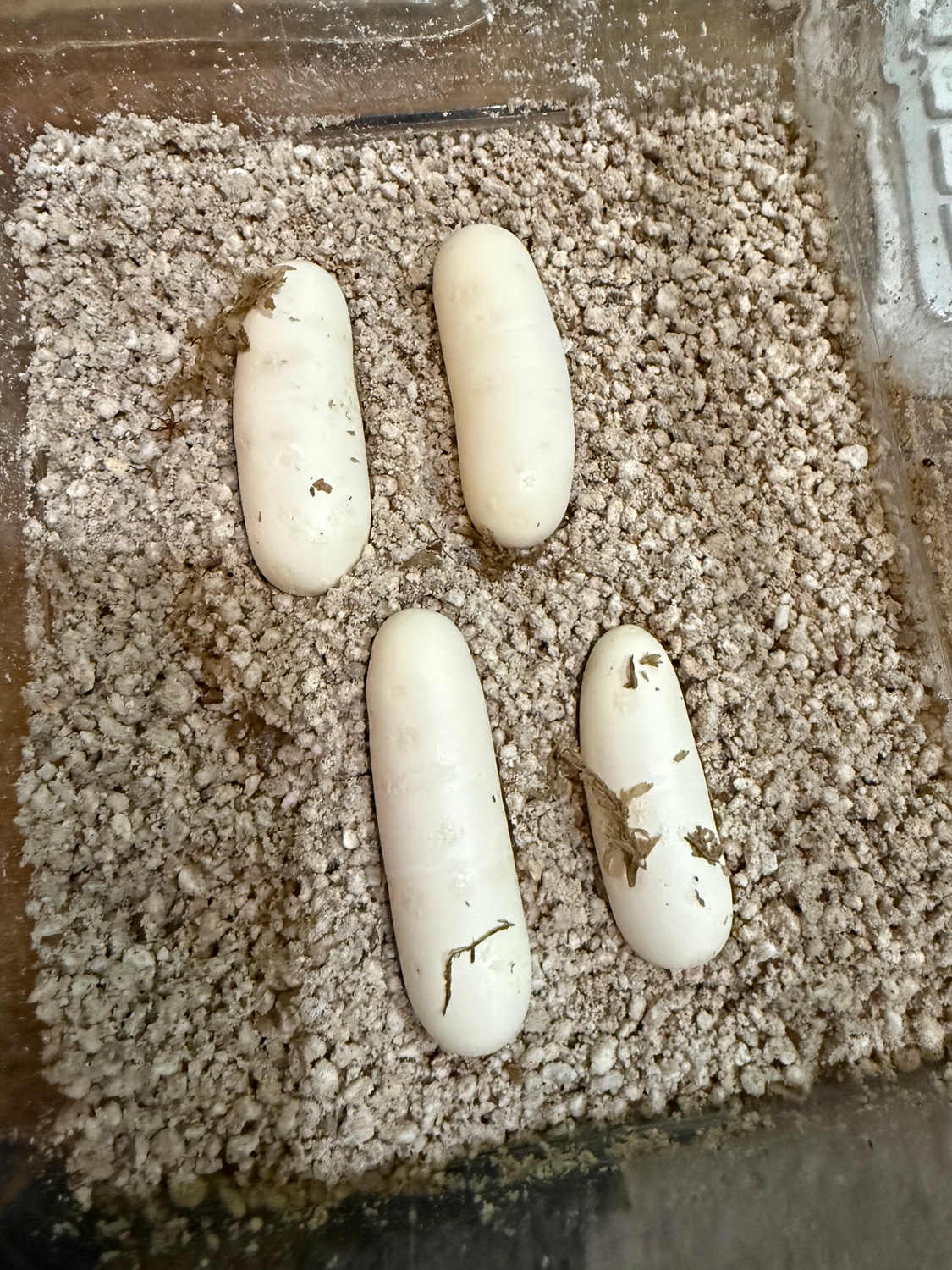 Other Rat Snake Clutch: MVZL2025 by Stygian Exotics - MorphMarket