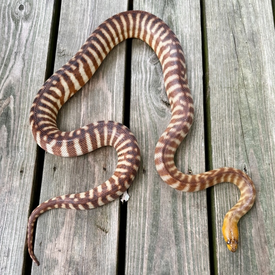 High Contrast Adult Woma Python by Stygian Exotics