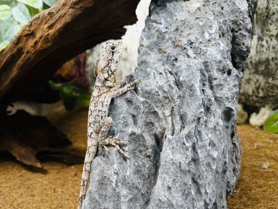 Indonesian Frilled Dragon More Lizard by Predators Reptile Center