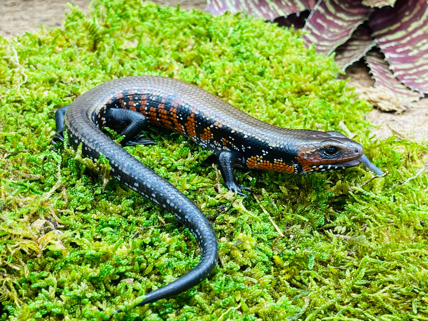 Fire Skink Other Skink by Predators Reptile Center - MorphMarket