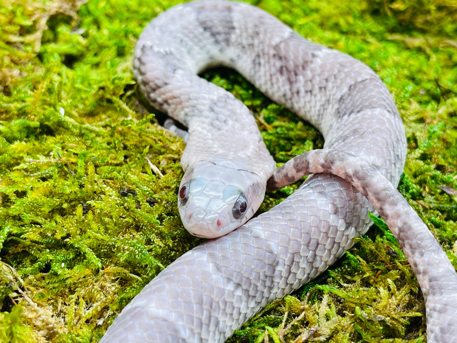 Lavender Albino False Water Cobra More Colubrid by Predators Reptile ...