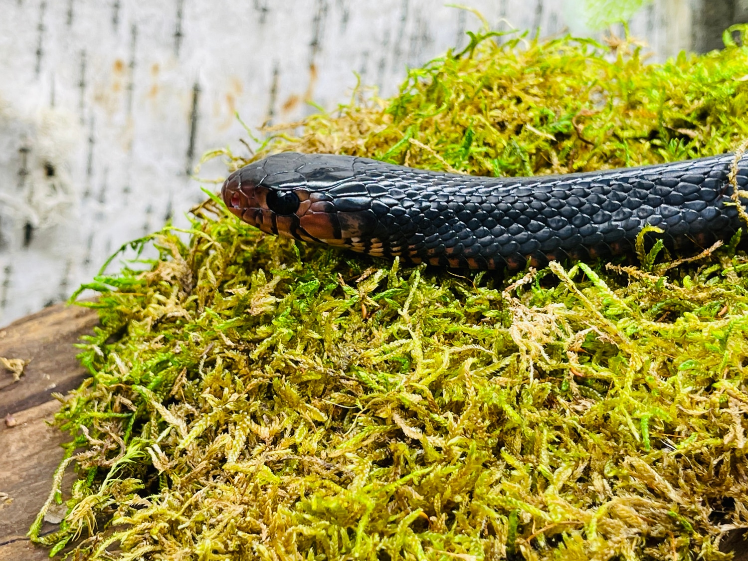 Eastern Indigo Indigo Snake by Predators Reptile Center - MorphMarket
