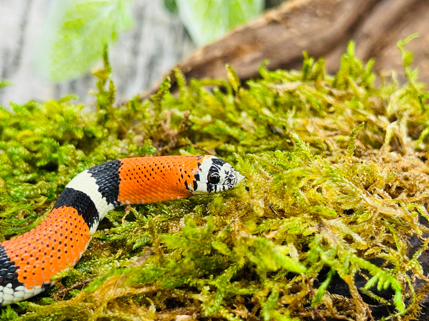 Tri-color Hognose by Predators Reptile Center - MorphMarket