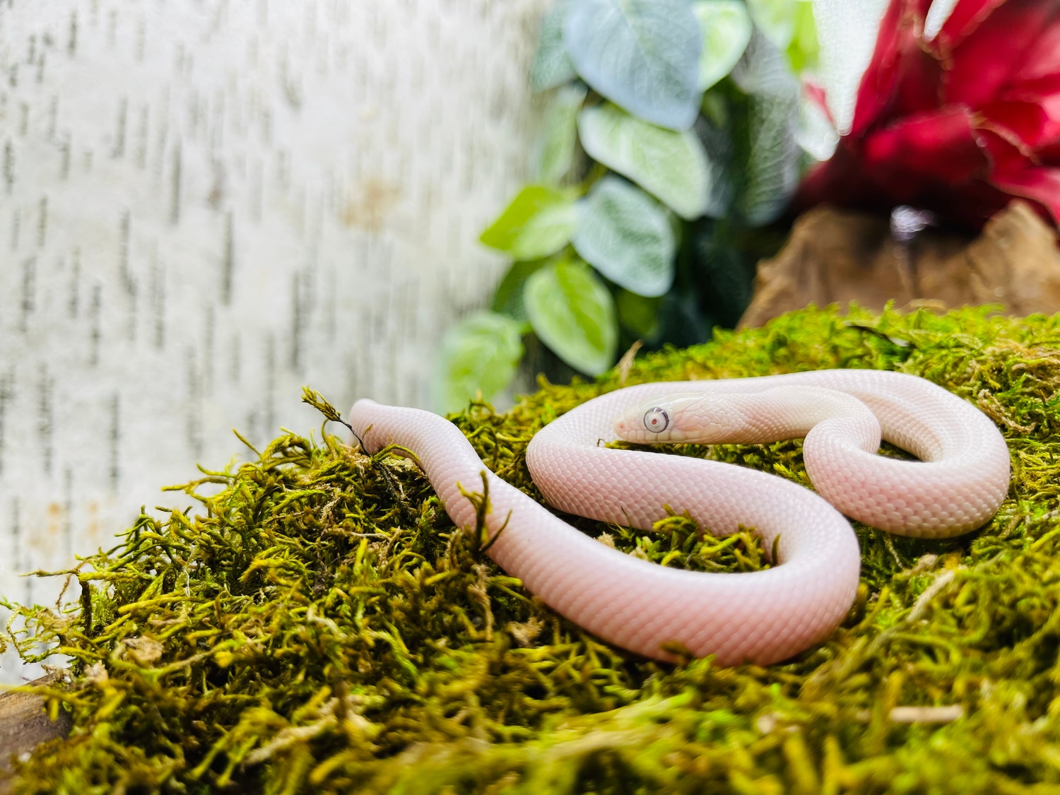 Leucistic Black Rat Snake Western Rat Snake by Predators Reptile Center ...