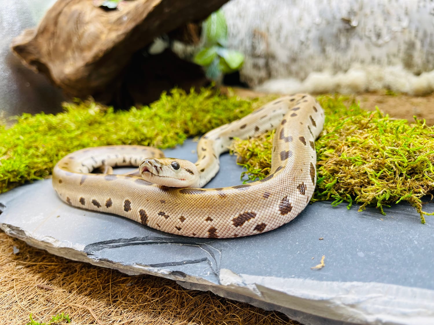 Green Burmese Python by Predators Reptile Center - MorphMarket